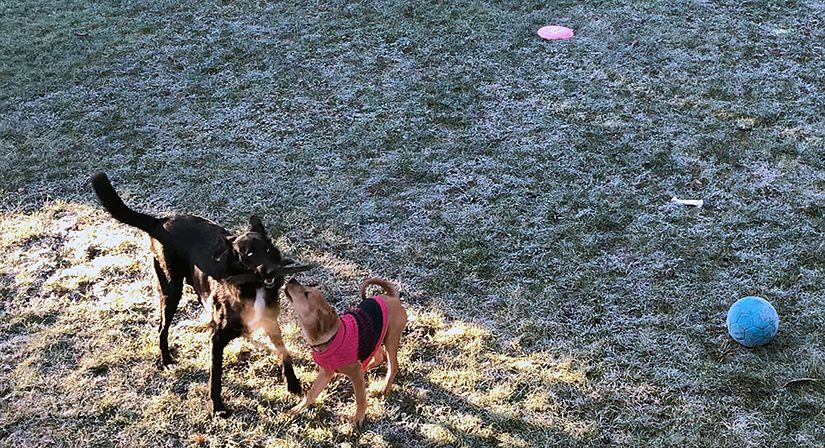 Sweet Daisy is home for the holidays - BC SPCA