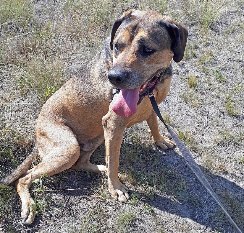 Lanzer needs your help to walk without pain - BC SPCA