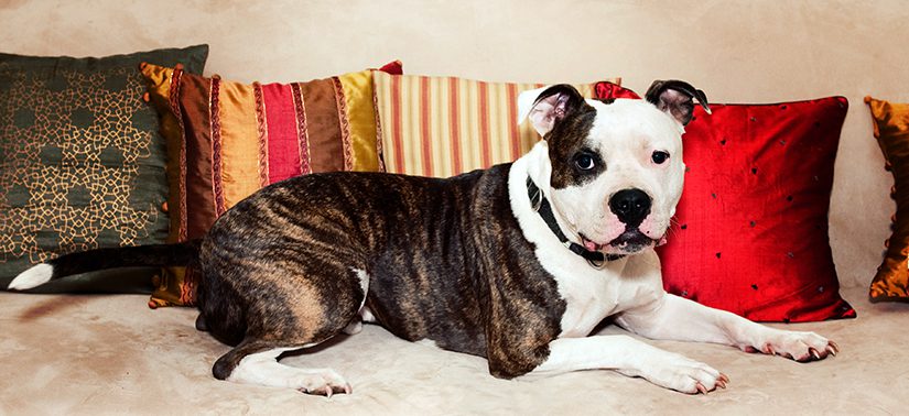 10 stories to celebrate International Dog Day - BC SPCA