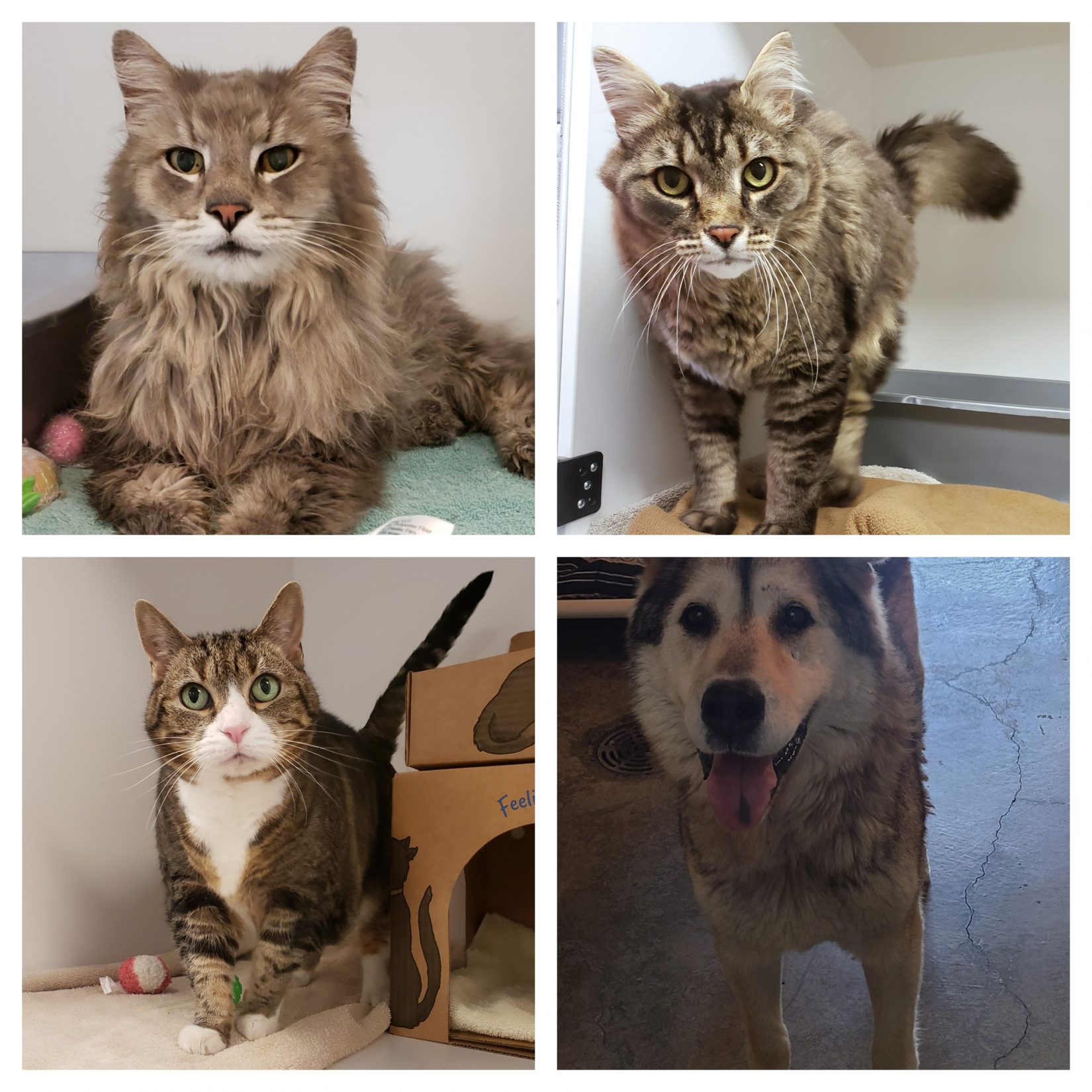 BC SPCA seeks to reunite strays found during wildfires with their ...