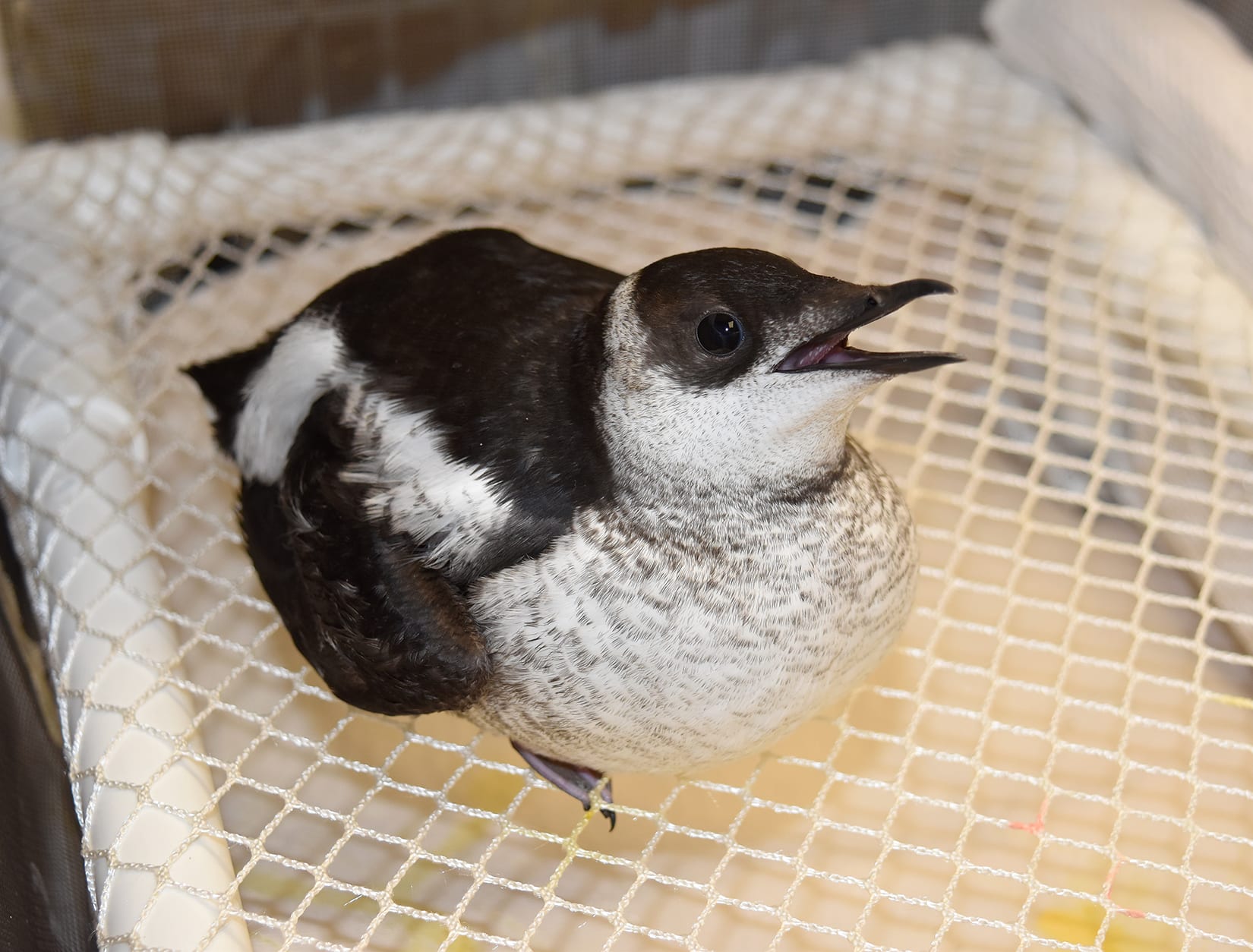 Marbled murrelet flies to freedom
