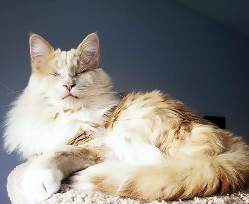 Spotlight on amazing animals who have special needs - BC SPCA