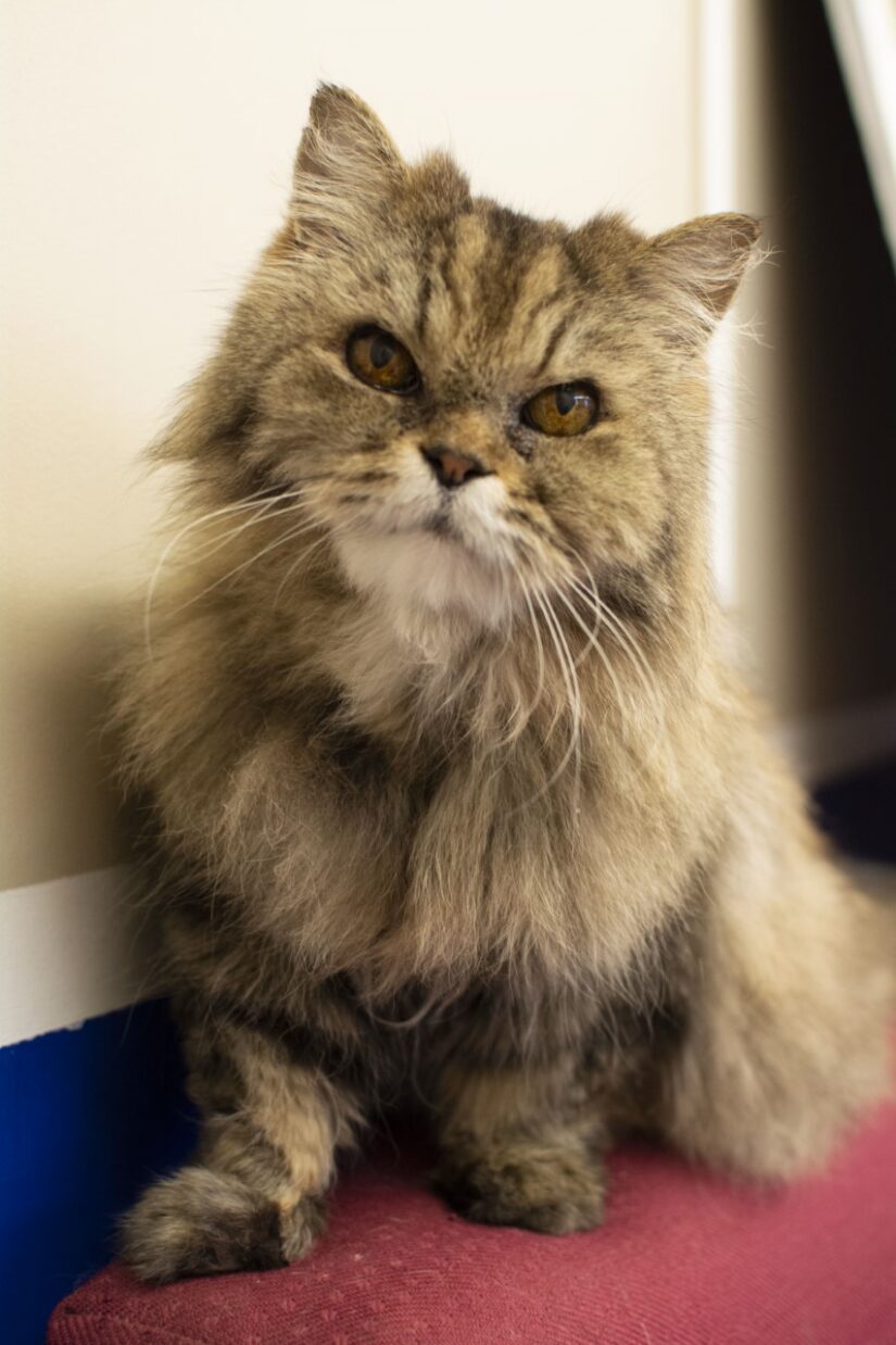 National Pet Appreciation Week: Honouring Roger the cat - BC SPCA