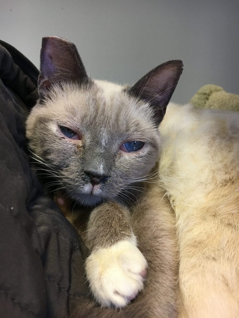 Victoria SPCA caring for 56 surrendered cats