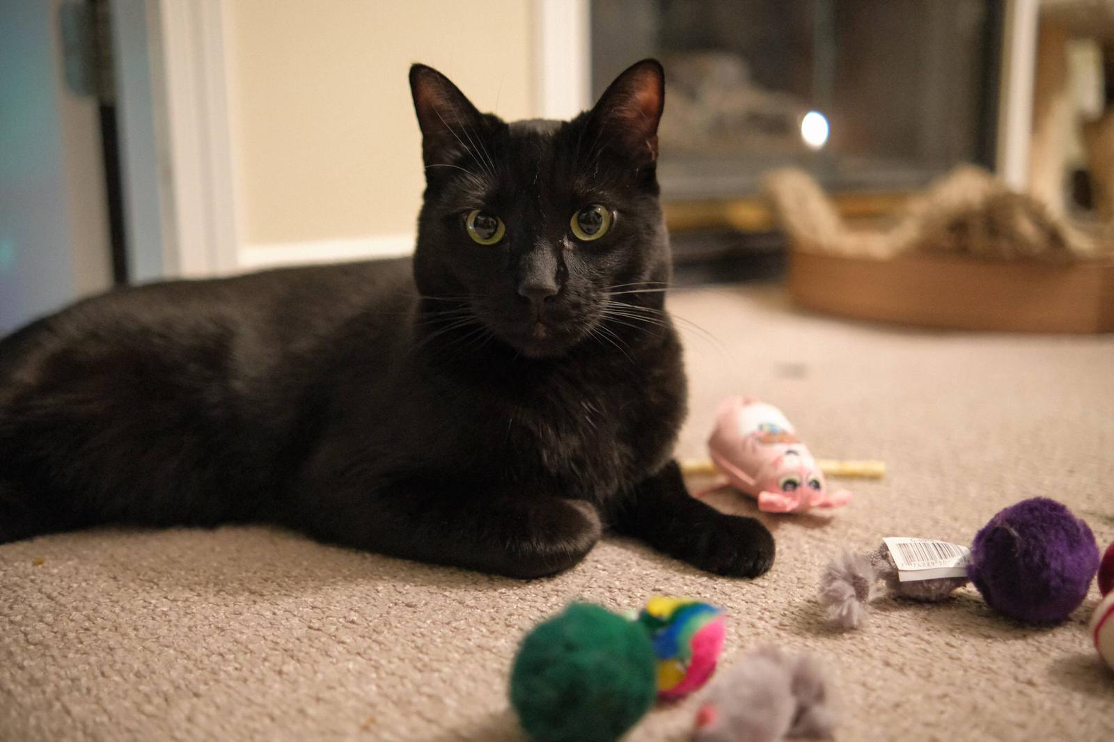 Foster father Wesley teaches kittens how to cat - BC SPCA