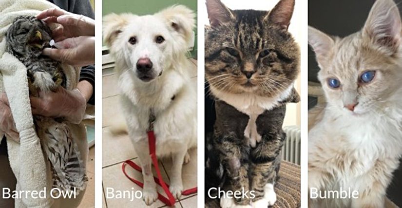 These animals are living their best lives thanks to your donations - BC ...