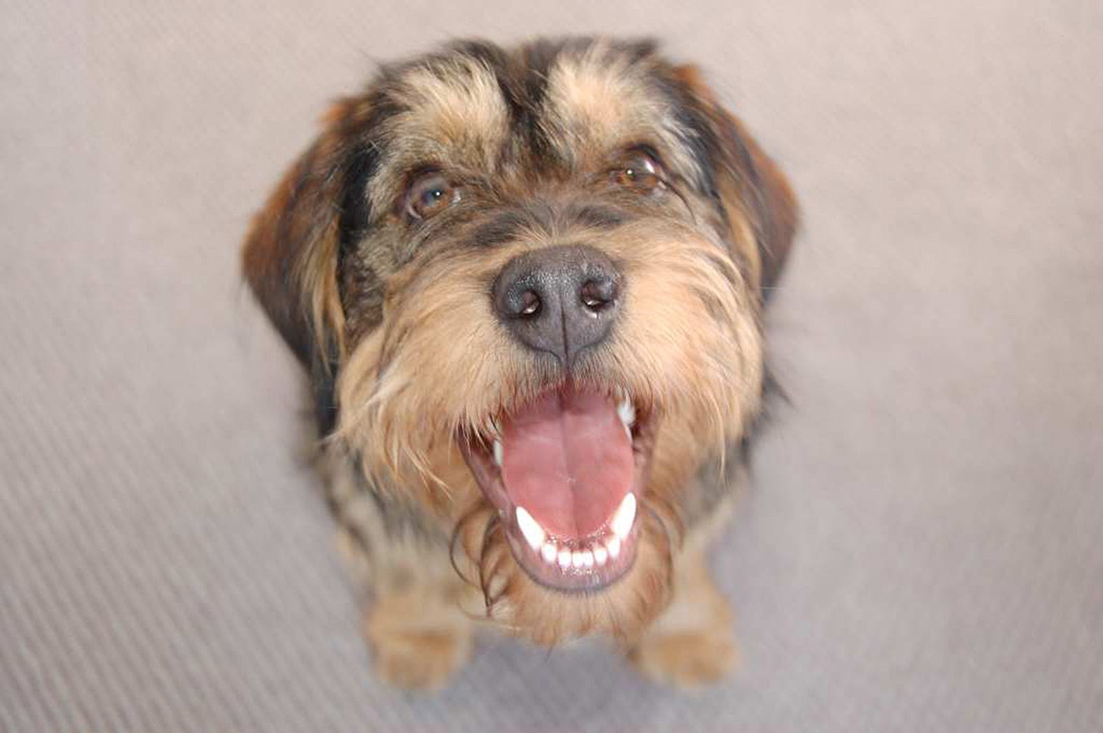 Brushing your pet's teeth
