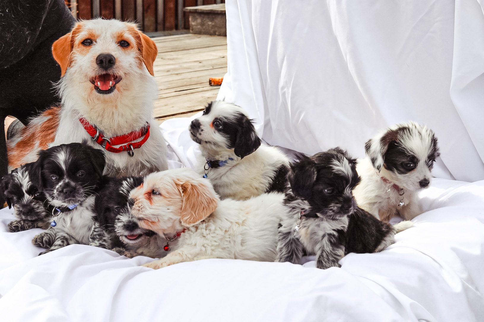 Cookie and her Crumbs: a tail of a mother’s love from trauma to safety ...