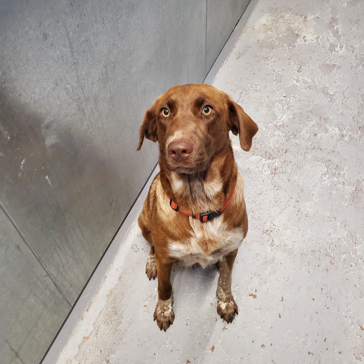 A mother dog who was force fed drugs is now safe and sound with her 10 ...