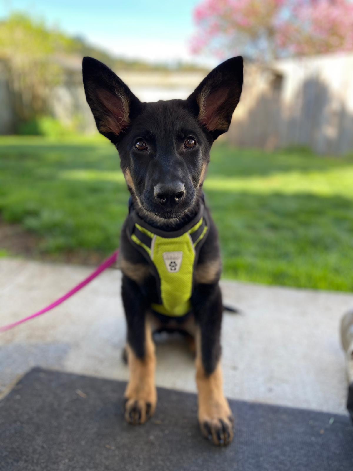 Raven needs your help after being diagnosed with unique medical ...