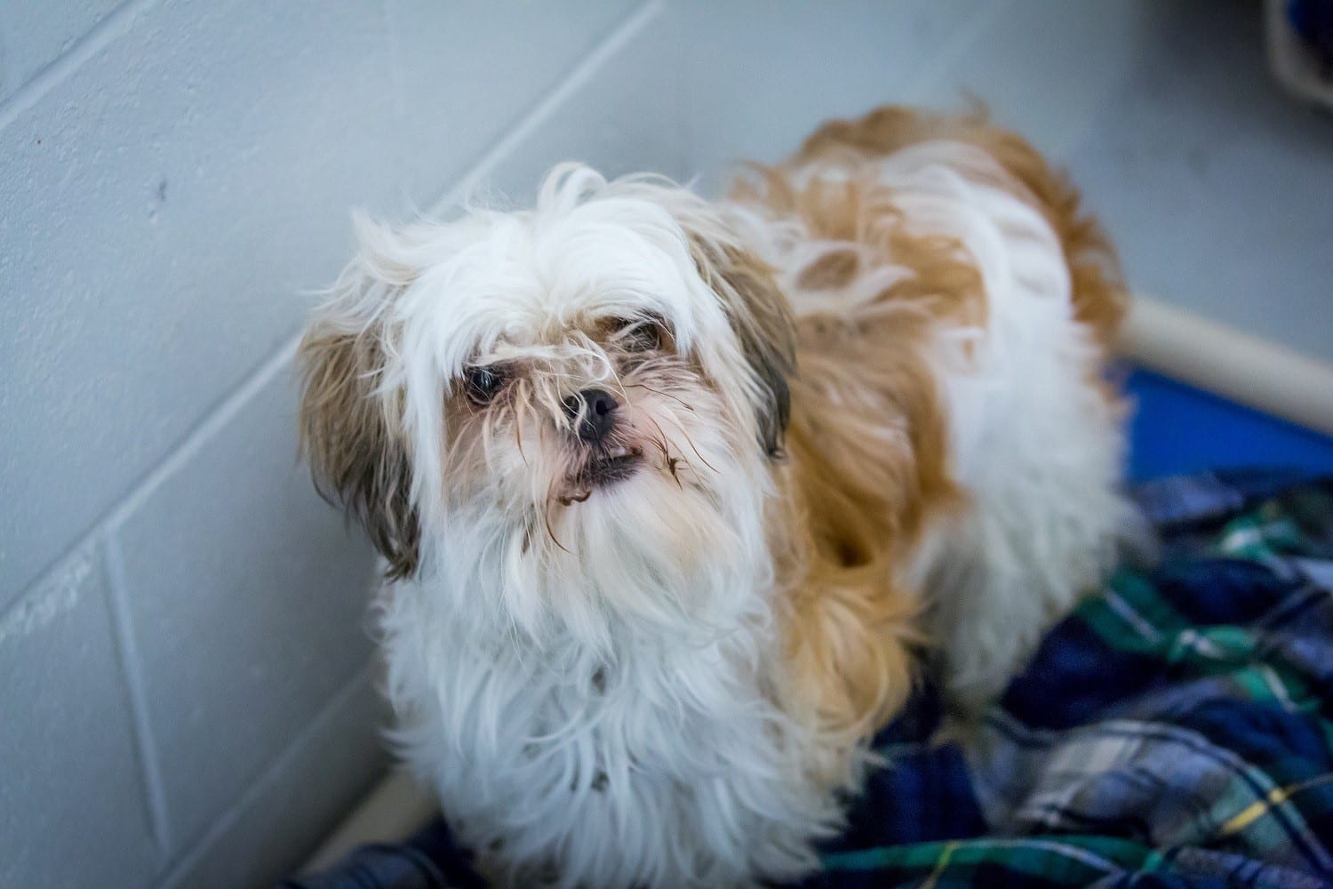 Help needed for nine neglected dogs