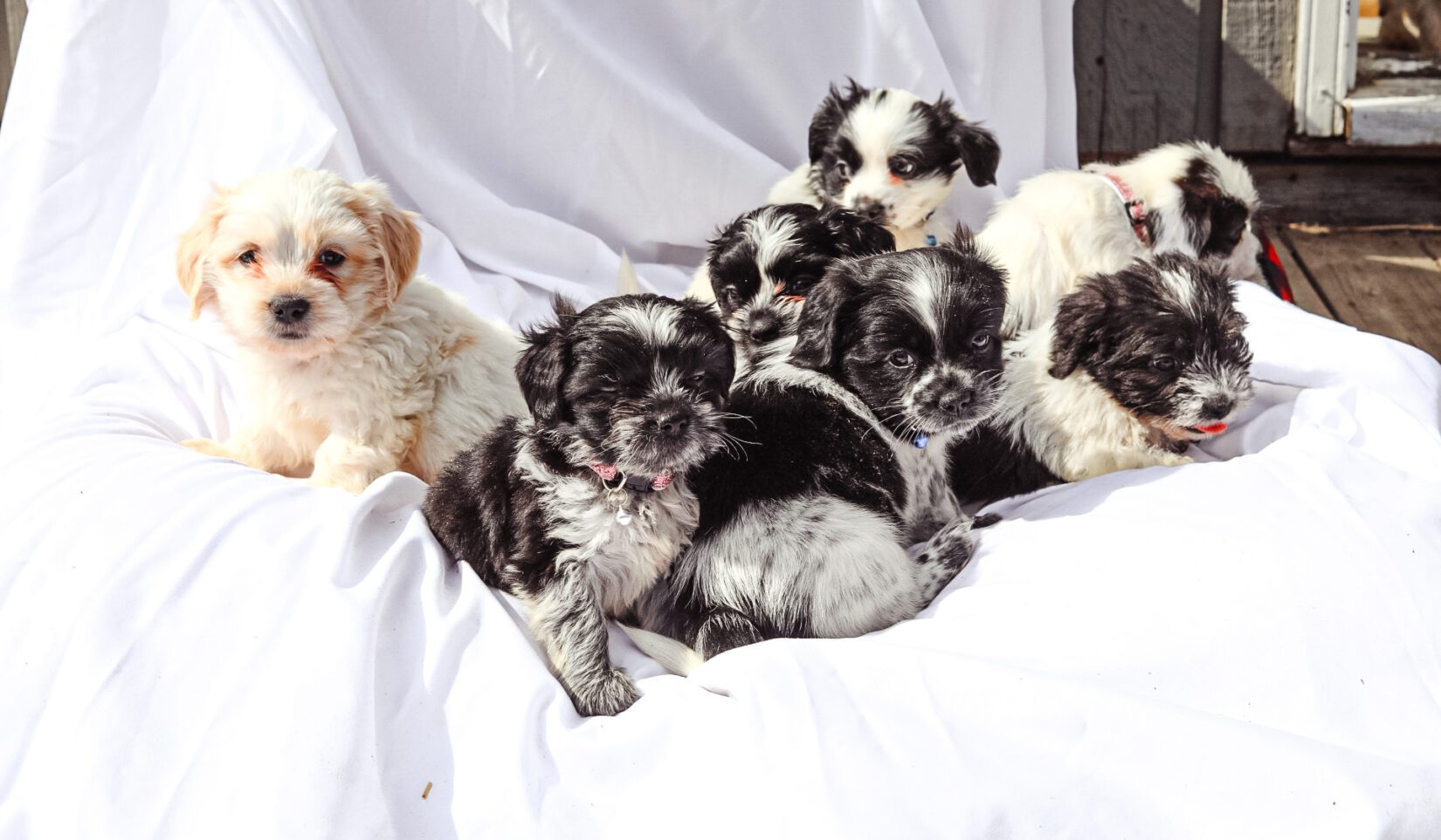 Cookie and her Crumbs: a tail of a mother’s love from trauma to safety ...