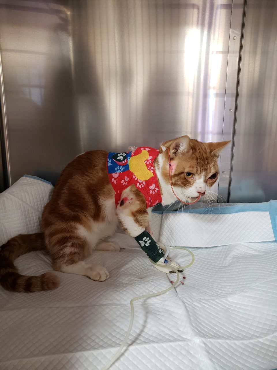 BC SPCA appeals for help for cat suffering from blunt-force trauma - BC ...