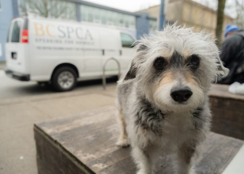 BC SPCA receives grant from Prince George Community Foundation to ...