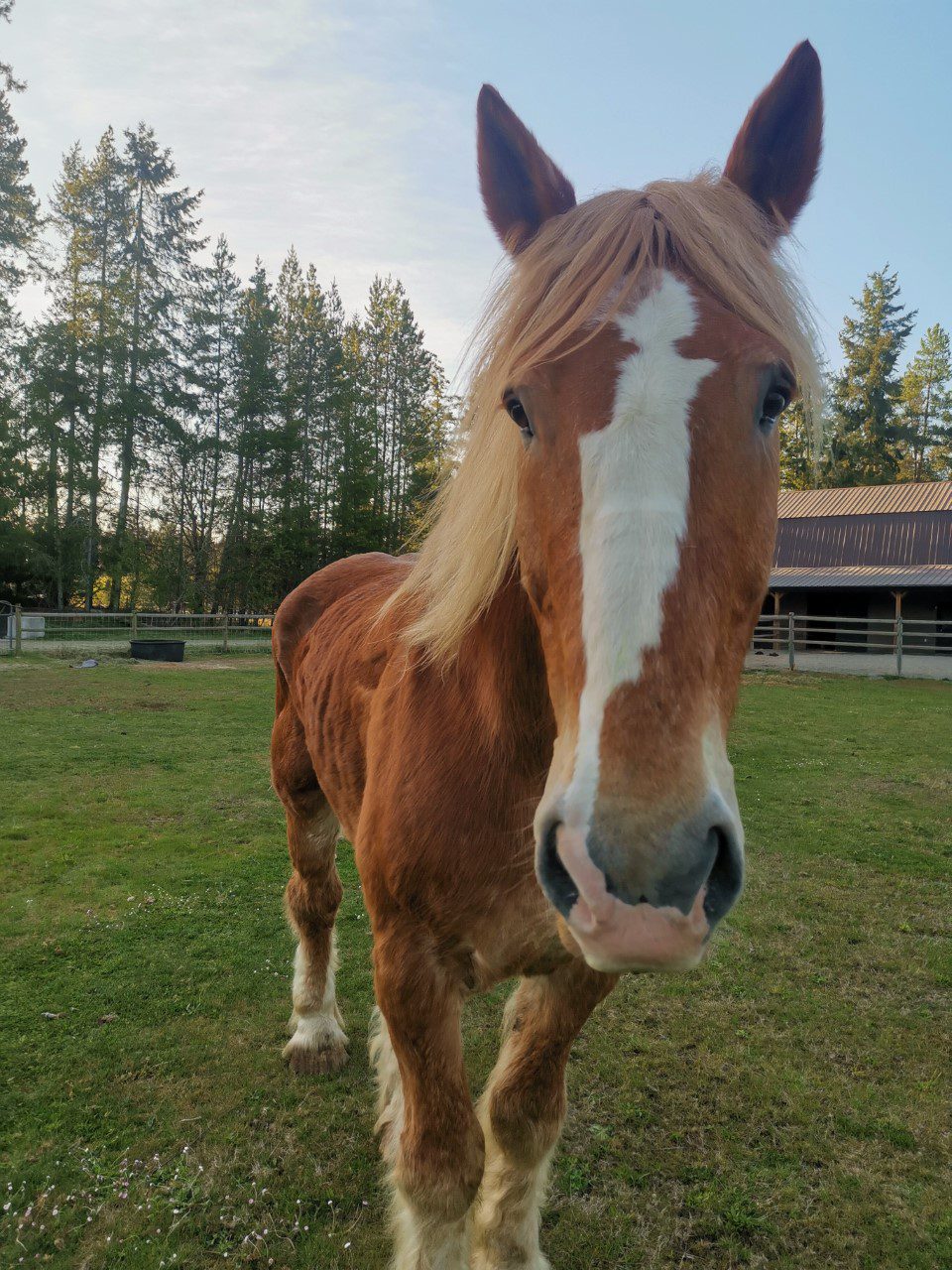 Charlie the horse needs your help - BC SPCA