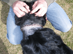 SPCA rescues dog with embedded collar near Lytton - BC SPCA