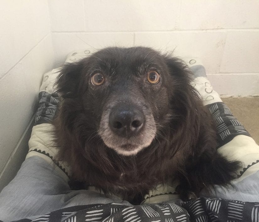 Kamloops SPCA staff hope public can help wildfire refugee Badger