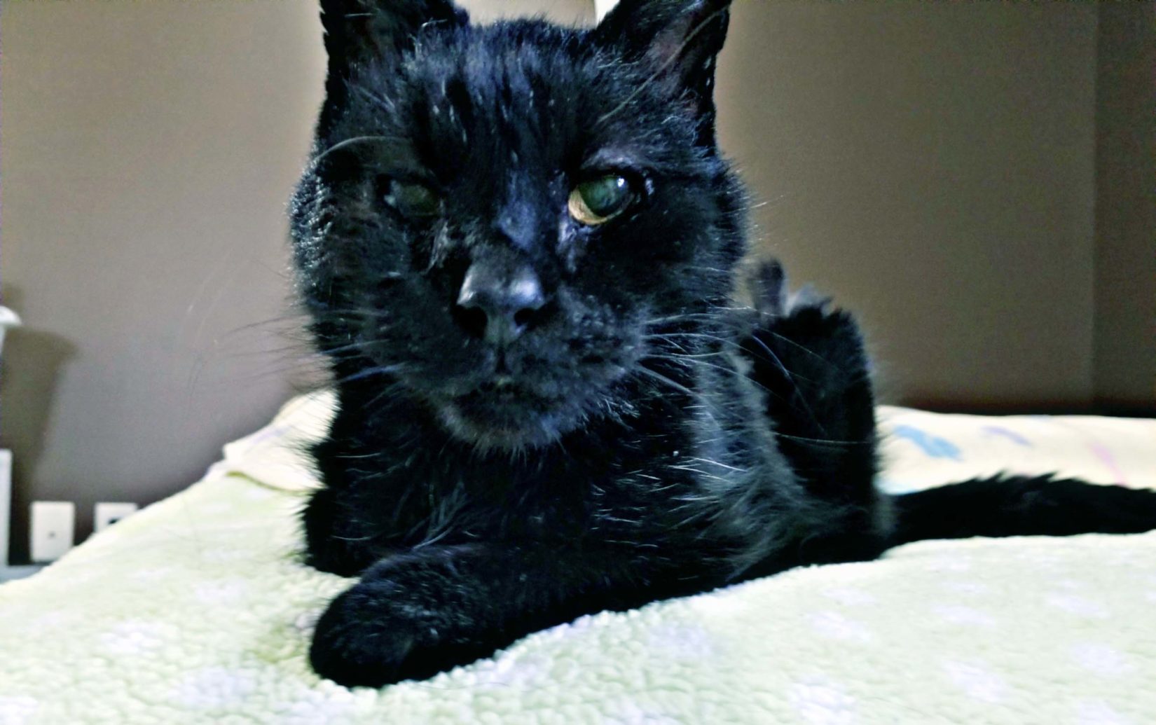 Merillo needs your help to recover - BC SPCA