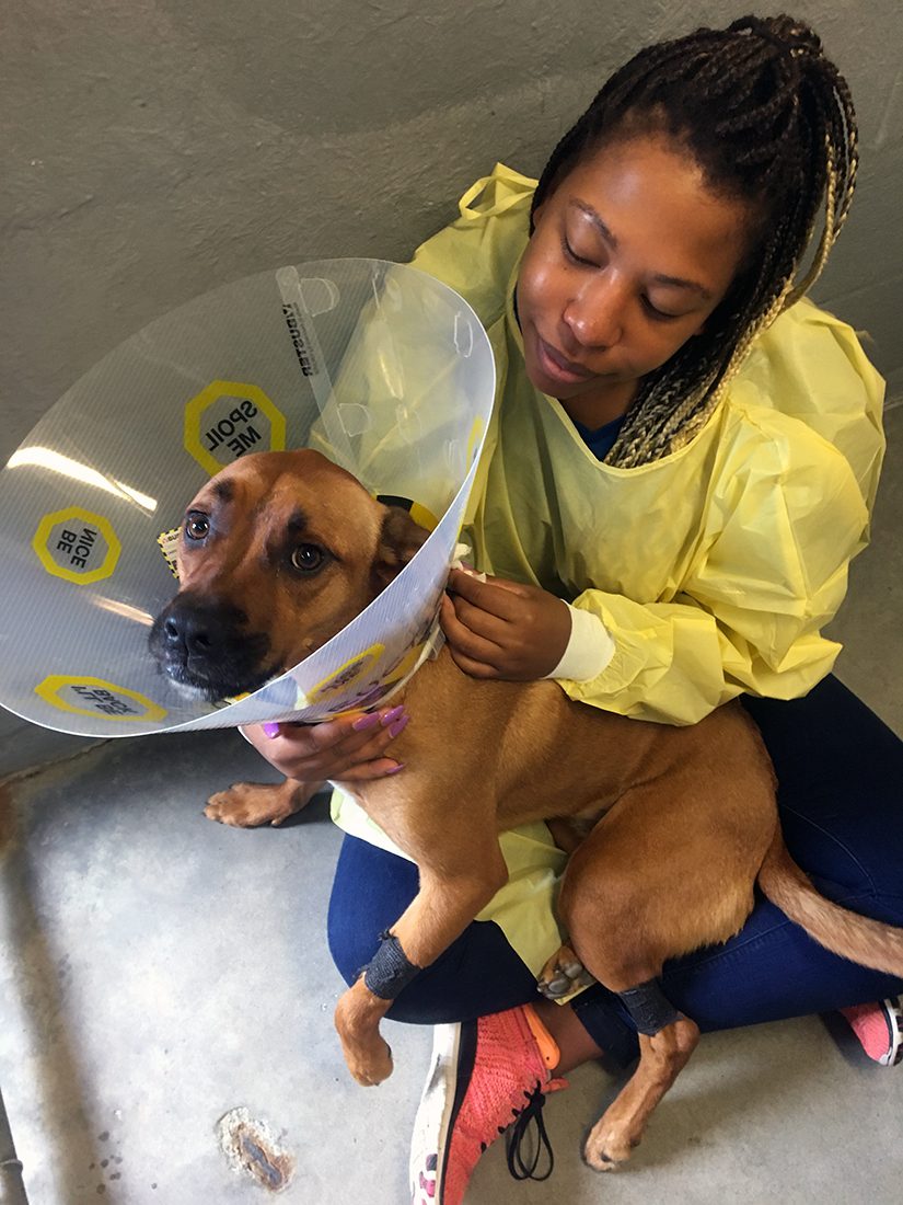 Young Mocha can run and play again with your support - BC SPCA