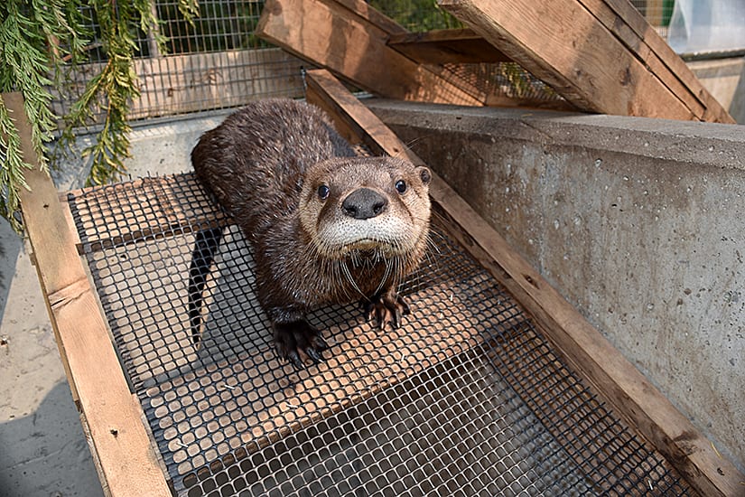 BC SPCA’s Wild ARC voted favourite non-profit second year in a row - BC ...