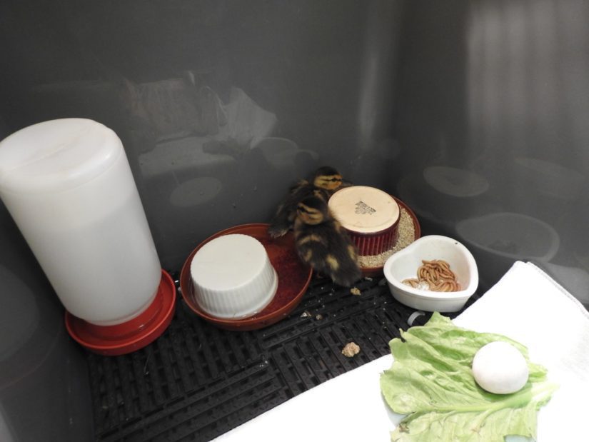 Orphaned ducklings rescued after a predator attack - BC SPCA