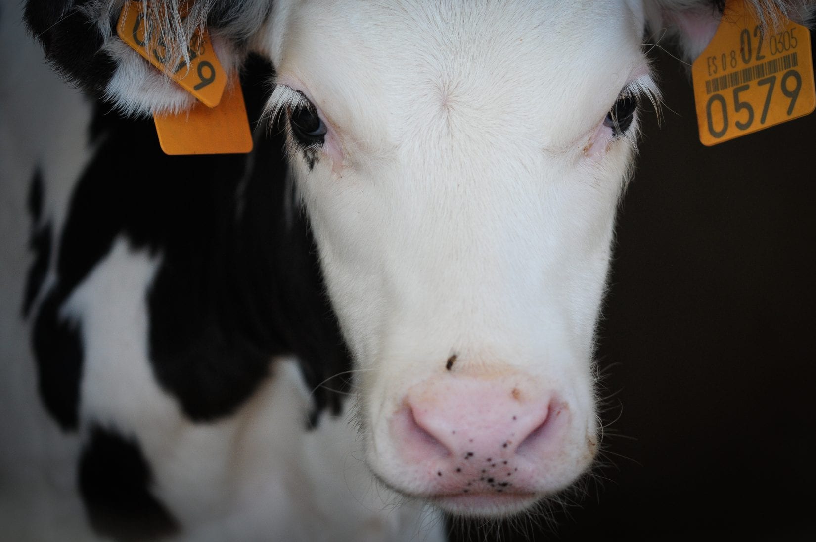 Vulnerable calves need your voice