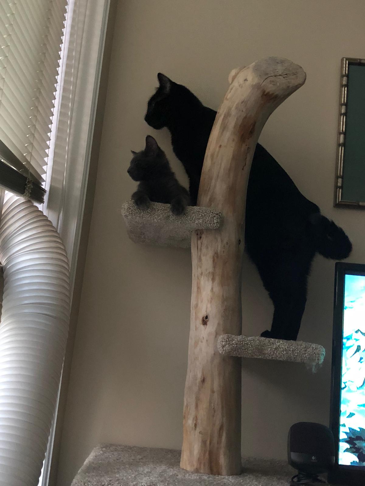 Foster father Wesley teaches kittens how to cat - BC SPCA