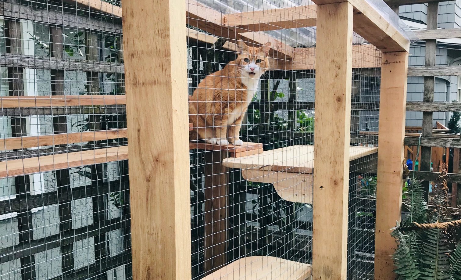How to build a catio for your cat - BC SPCA
