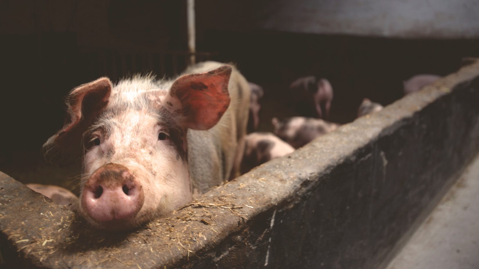 Voice your views on care and handling of pigs during code consultation ...