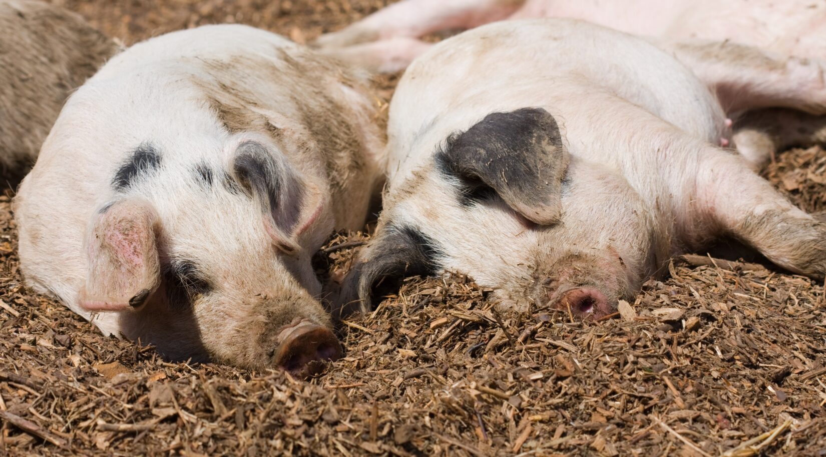 Pig production in Canada