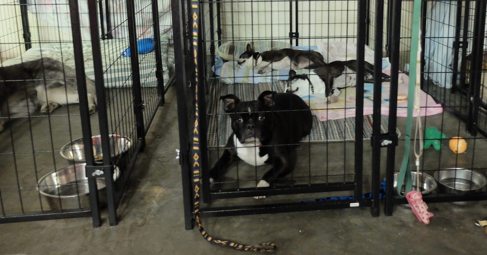 Animal lover Lisa Esson is one of the SPCA's amazing volunteers - BC SPCA