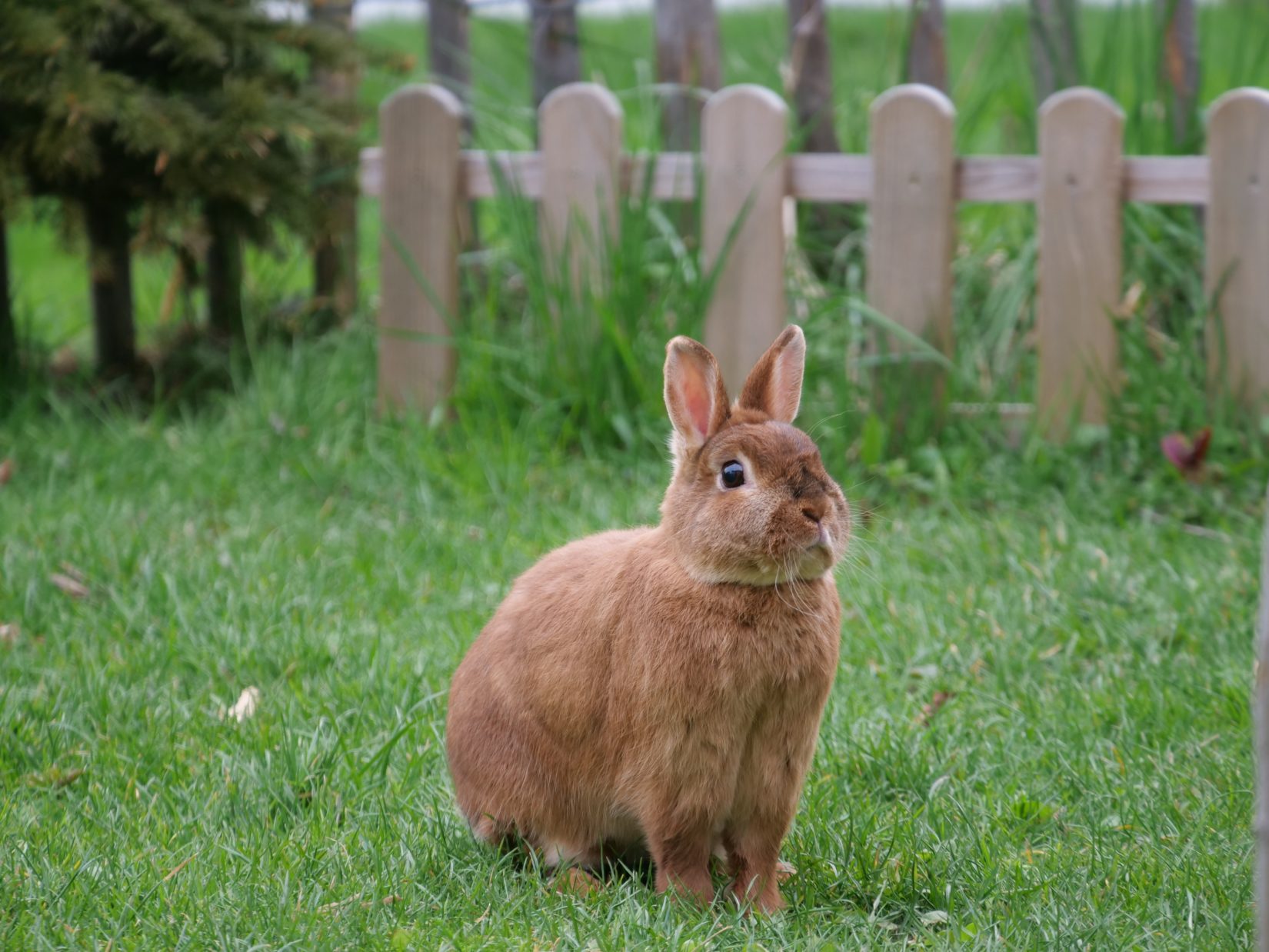Update: Rabbit hemorrhagic disease outbreak