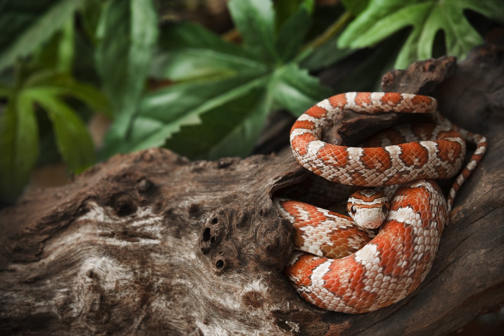 Reptiles as pets: Five common myths debunked - BC SPCA
