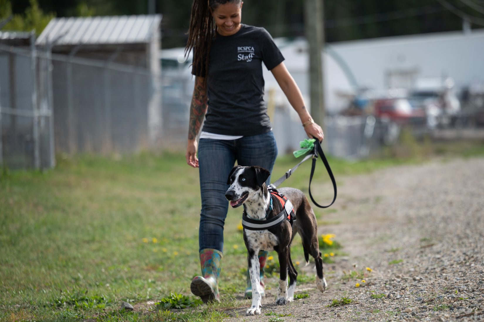 Work at the BC SPCA