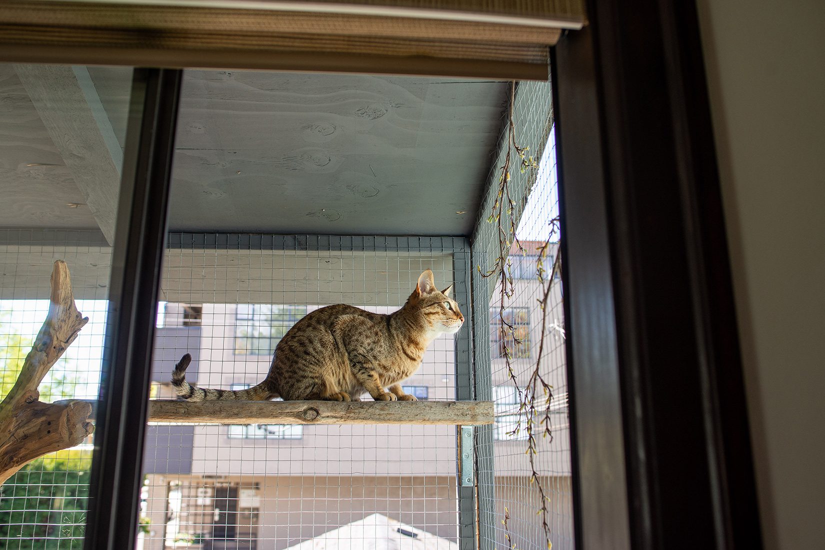 Window boxes: Catios on a budget - BC SPCA