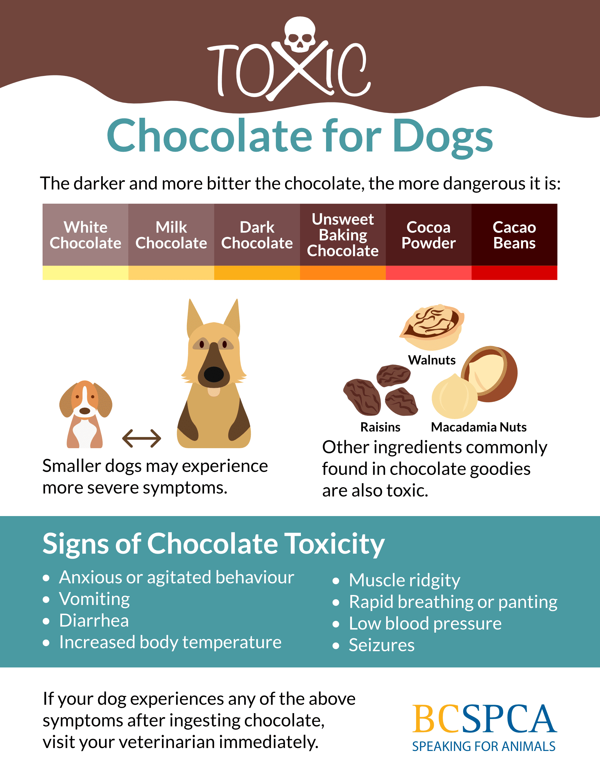 Signs of chocolate toxicity in your dog - BC SPCA