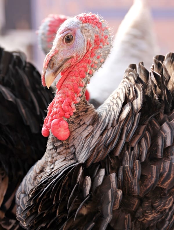 Turkey production in Canada